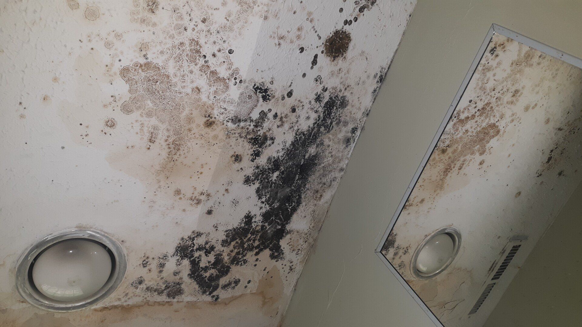 BLACK MOLD: PREVENTION AND IDENTIFICATION