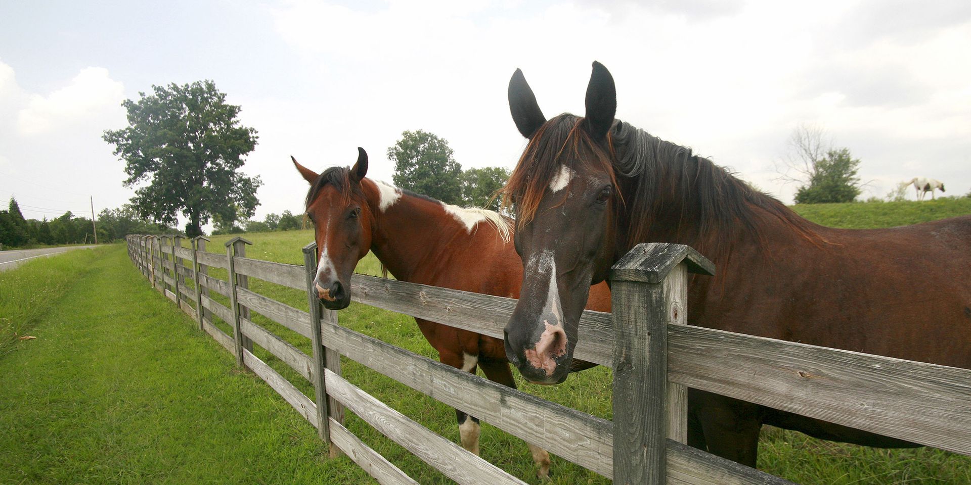 Meet Our Vets | Animal Medical Center