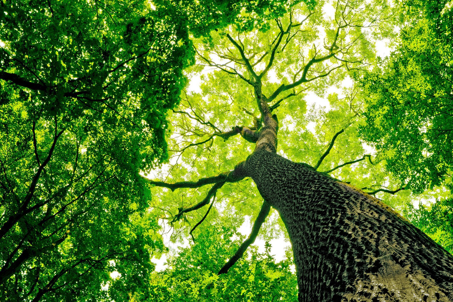 Arborist | Out On A Limb Tree Service | Greenville, SC