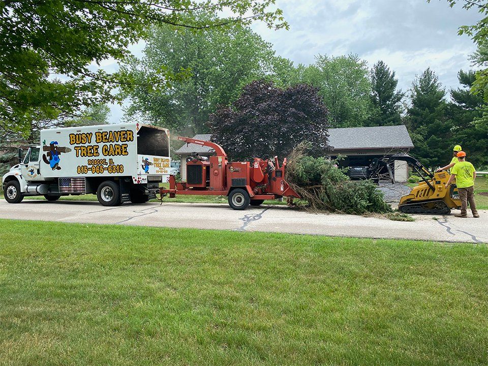 Busy Beaver Tree Care | Tree and Stump Removal | Roscoe, IL