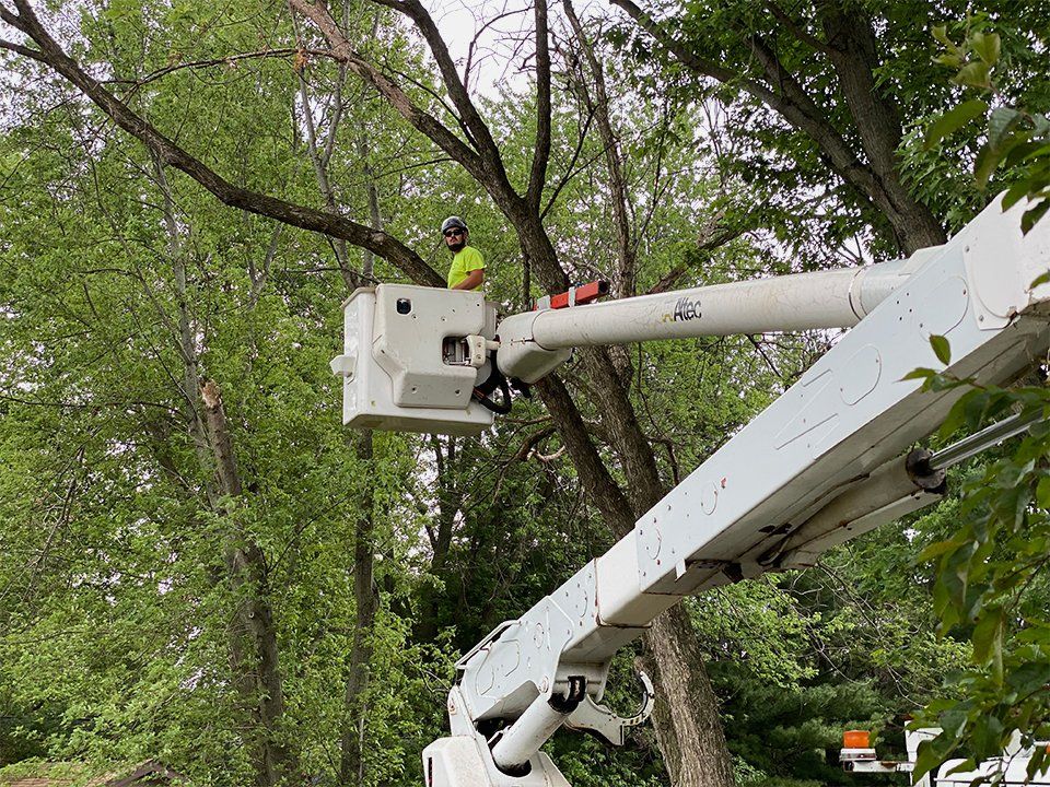 Busy Beaver Tree Care | Tree and Stump Removal | Roscoe, IL