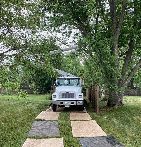 Busy Beaver Tree Care | Tree and Stump Removal | Roscoe, IL