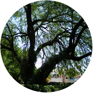 Arapahoe Tree Surgeon | Arborists | Tucson, AZ