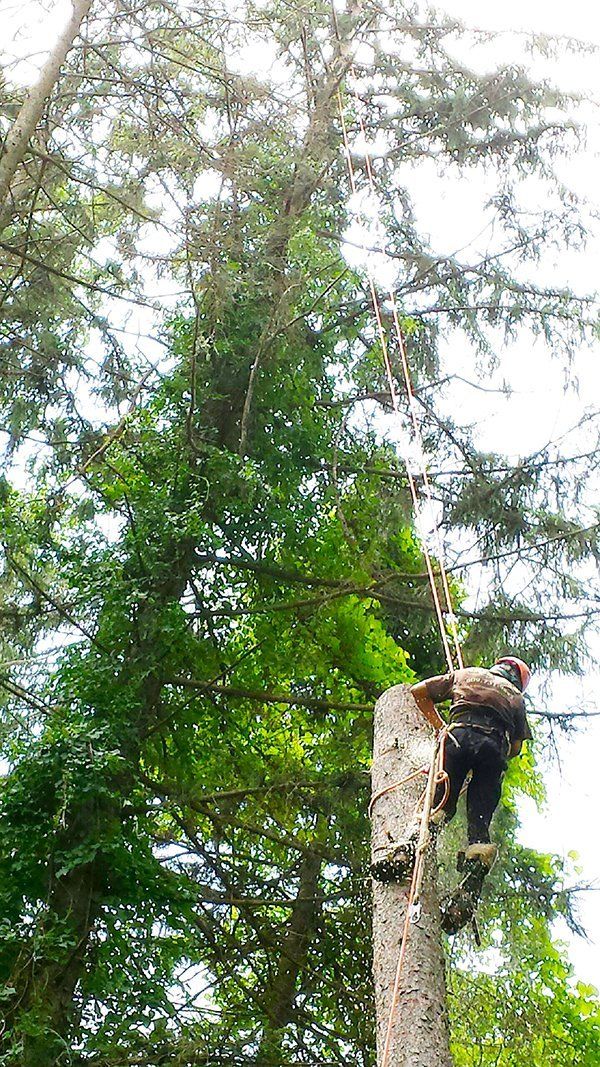 Justin Tree Services Photo Gallery | Lawrence Township, NJ