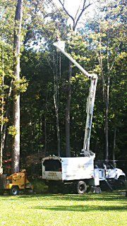 Justin Tree Services Photo Gallery | Lawrence Township, NJ